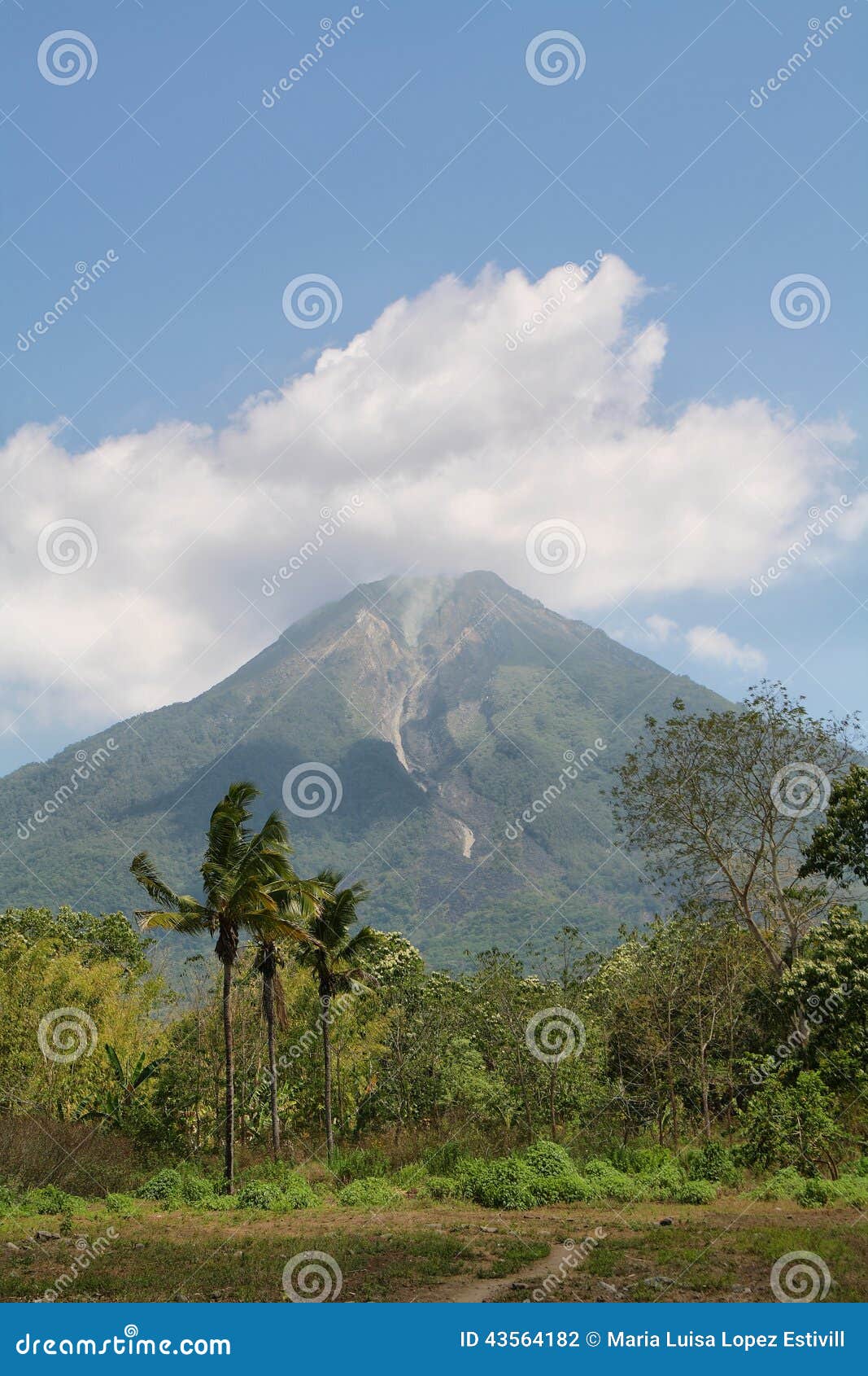 Mount Ebulobo vulcano stock photo. Image of stratovolcano - 43564182