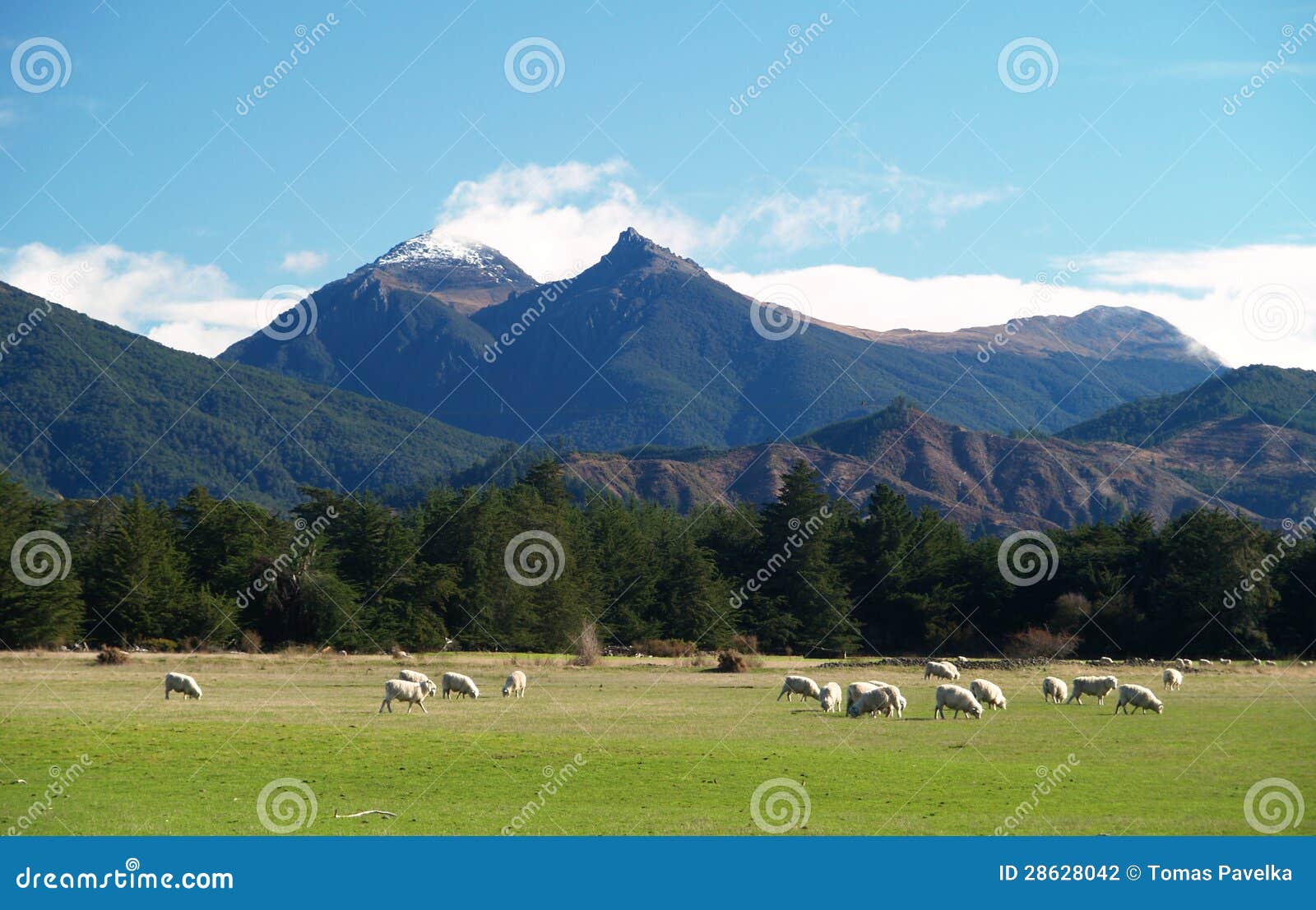 Mount Fishtail stock photo. Image of zealand, sheep, mount - 28628042