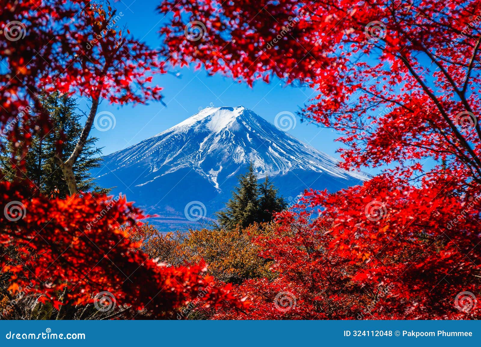 Mount Fuji Enquadrado Com Folhas Vermelhas Do Mapa No Outono Foto de ...