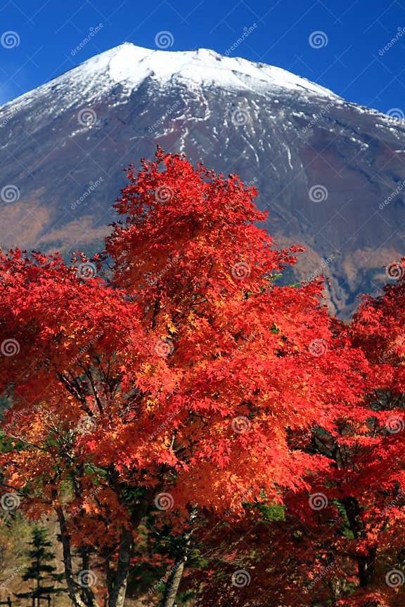 Mount Fuji in Fall stock photo. Image of colors, landscape - 12782244