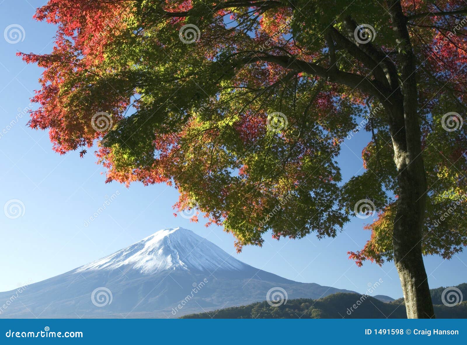 Mount Fuji in Fall V stock photo. Image of yellow, snow - 1491598