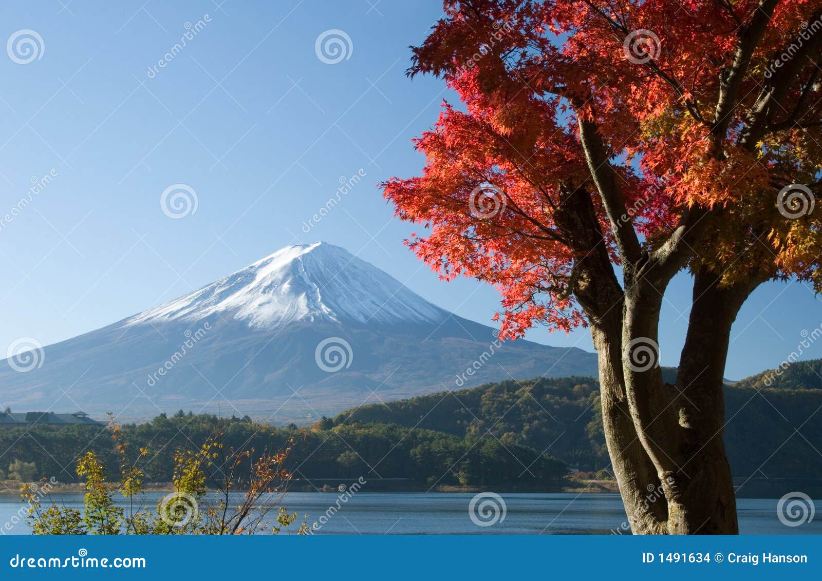 Mount Fuji in Fall VII stock photo. Image of branches - 1491634