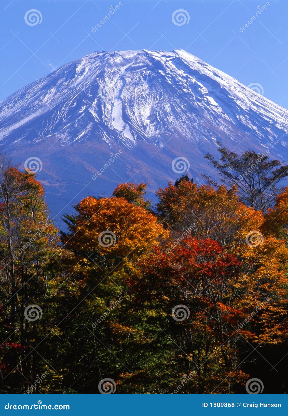 Mount Fuji in Fall VIII stock photo. Image of trees, scenery - 1809868