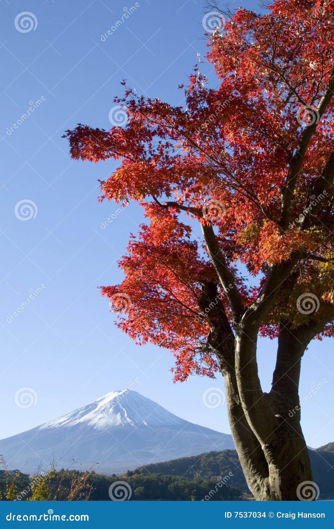 Mount Fuji in Fall VIII stock photo. Image of peak, mount - 7537034