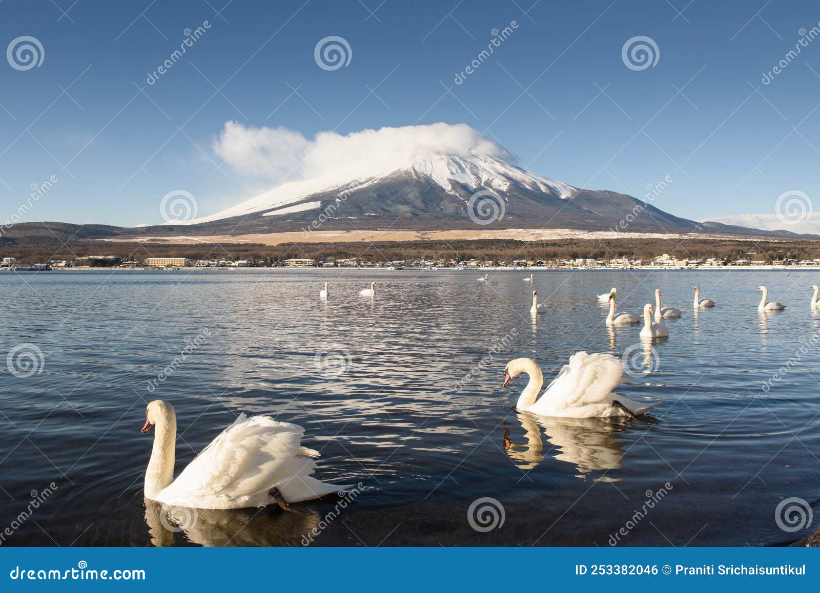 Goose in Lake Mount Fuji Reflected in Lake Yamanaka Stock Photo - Image ...