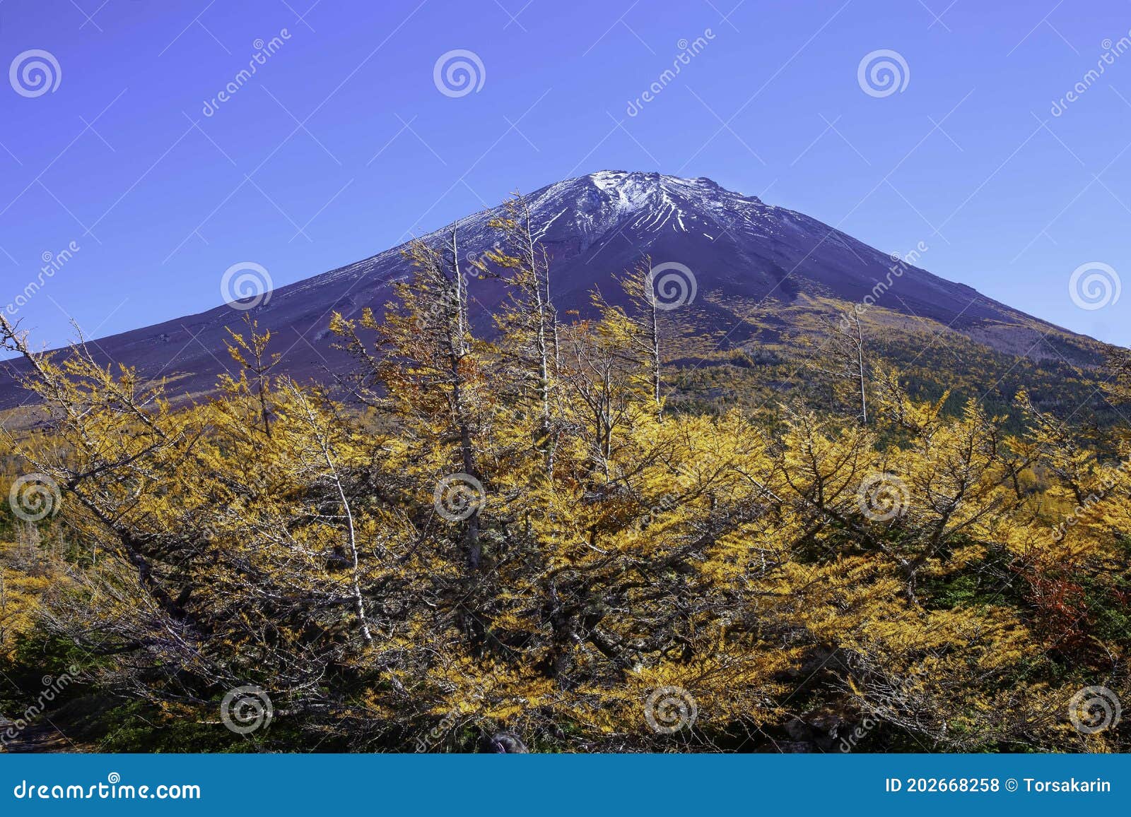 Mount Fuji and Yellow Pine Trees in Autumn Stock Photo - Image of ...