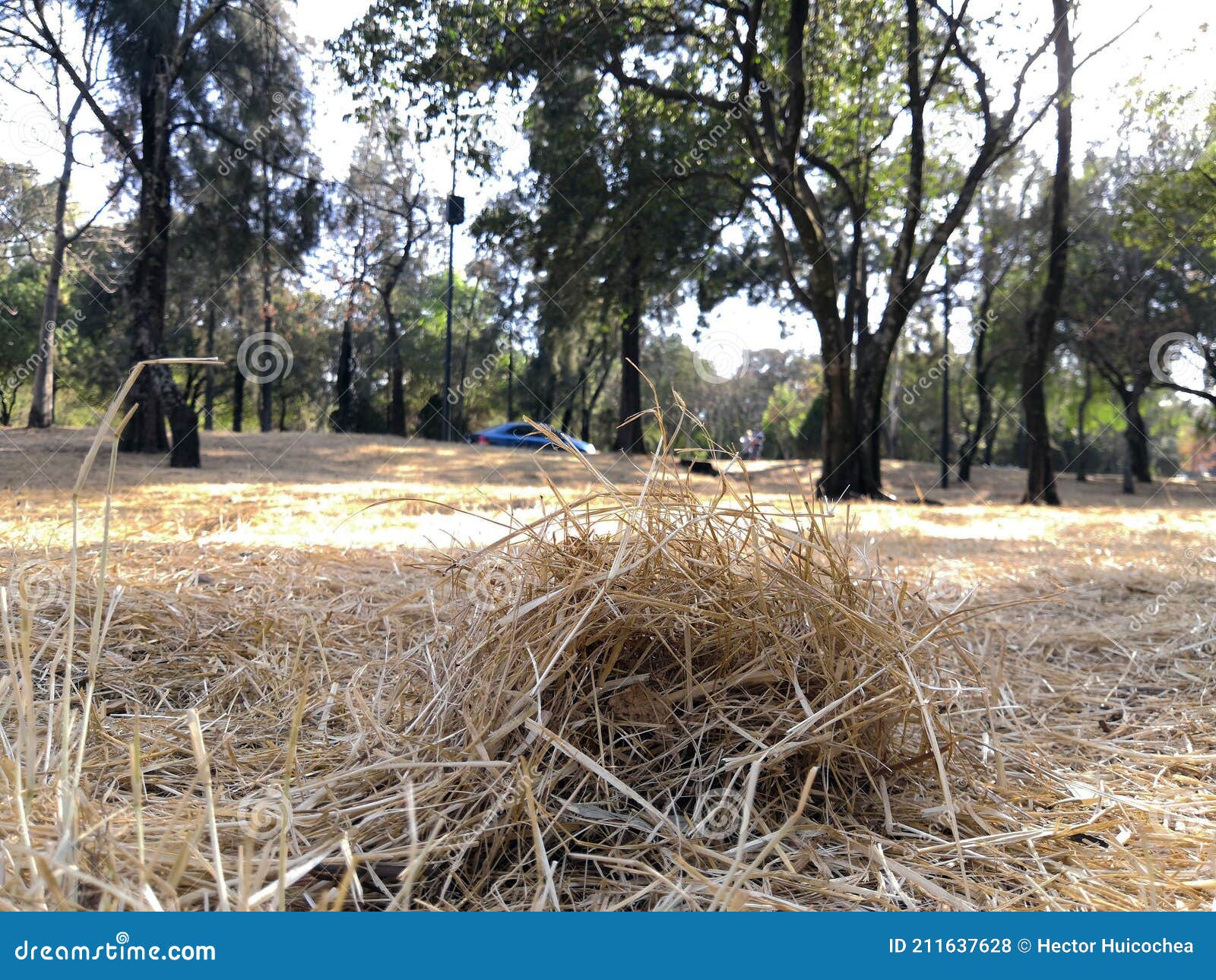 Mount Grass in an Outdoor Park Stock Photo - Image of facade ...