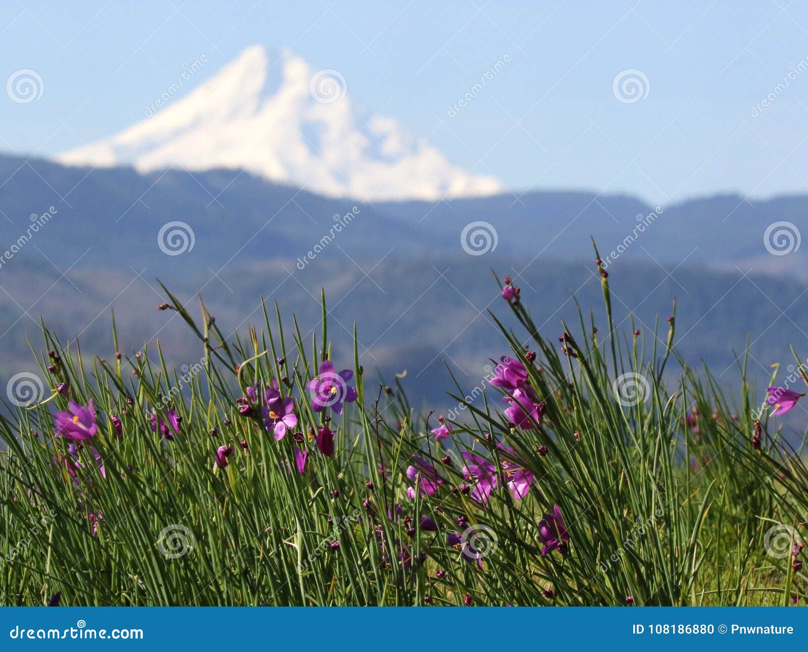 Mount Hood with Grasswidow Flowers Stock Photo - Image of spring ...