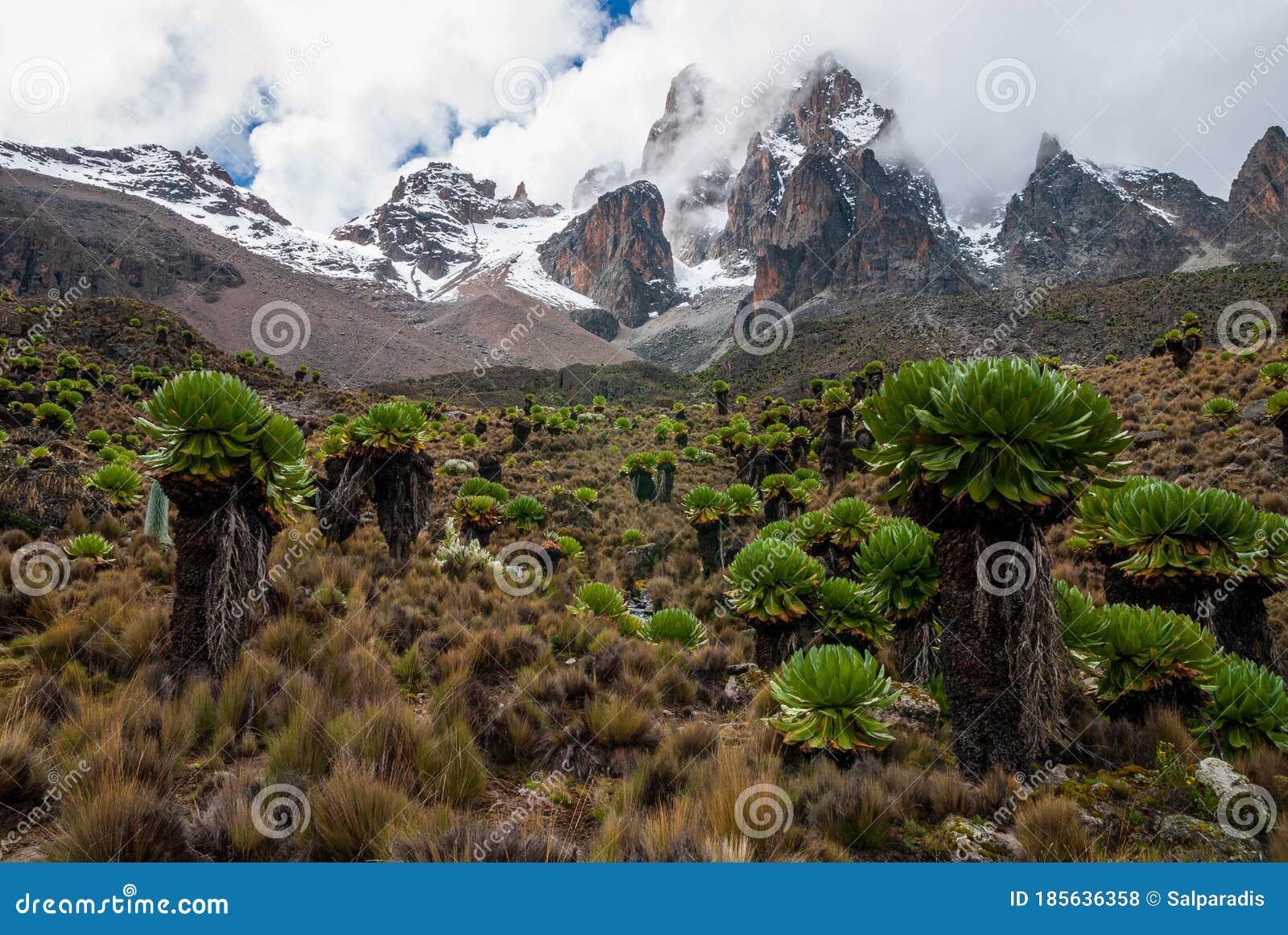 Giant Groundsel (Dendrosenecio Kilimanjari) Growing In The Wild At ...