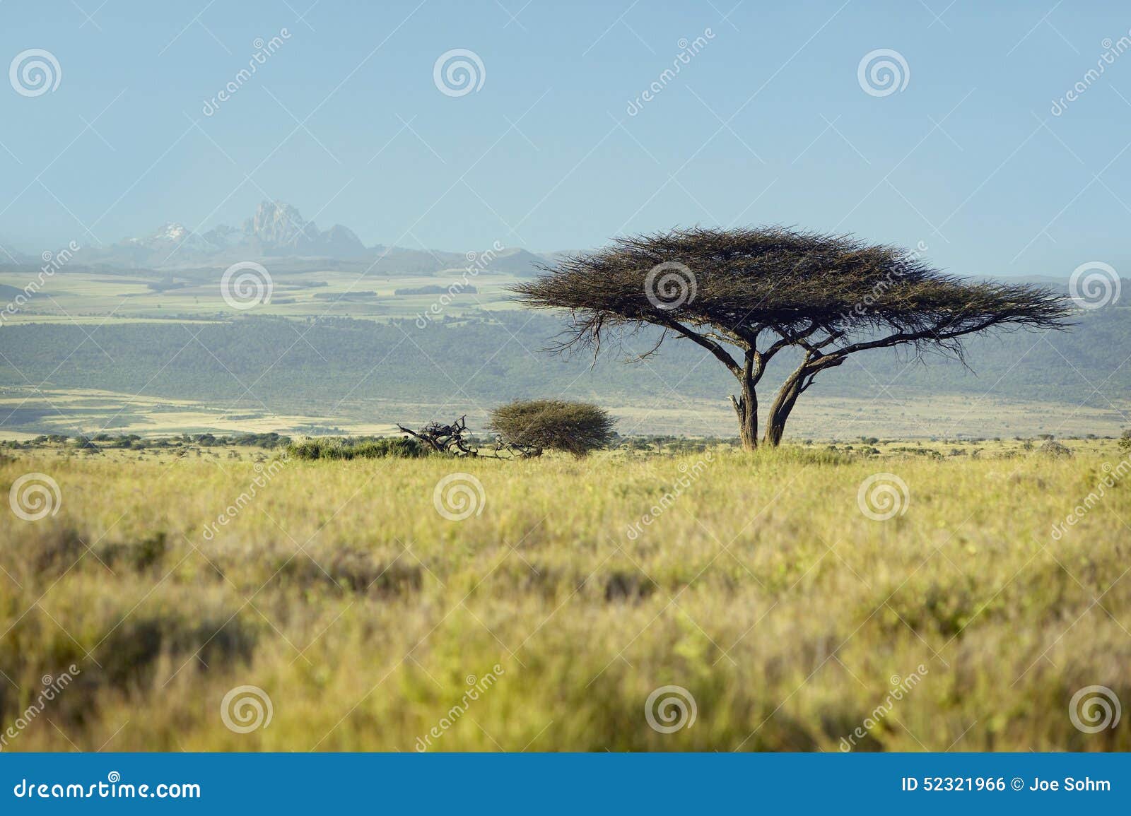 Mount Kenya and Lone Acacia Tree at Lewa Conservancy, Kenya, Africa ...