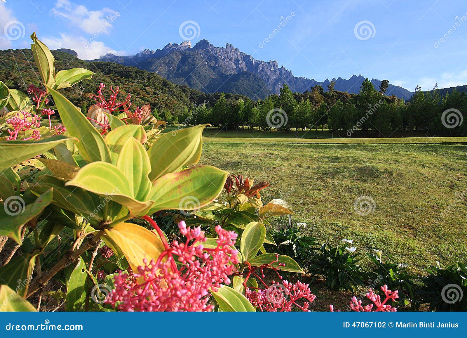 Mount Kinabalu with flower stock photo. Image of sabah - 47067102