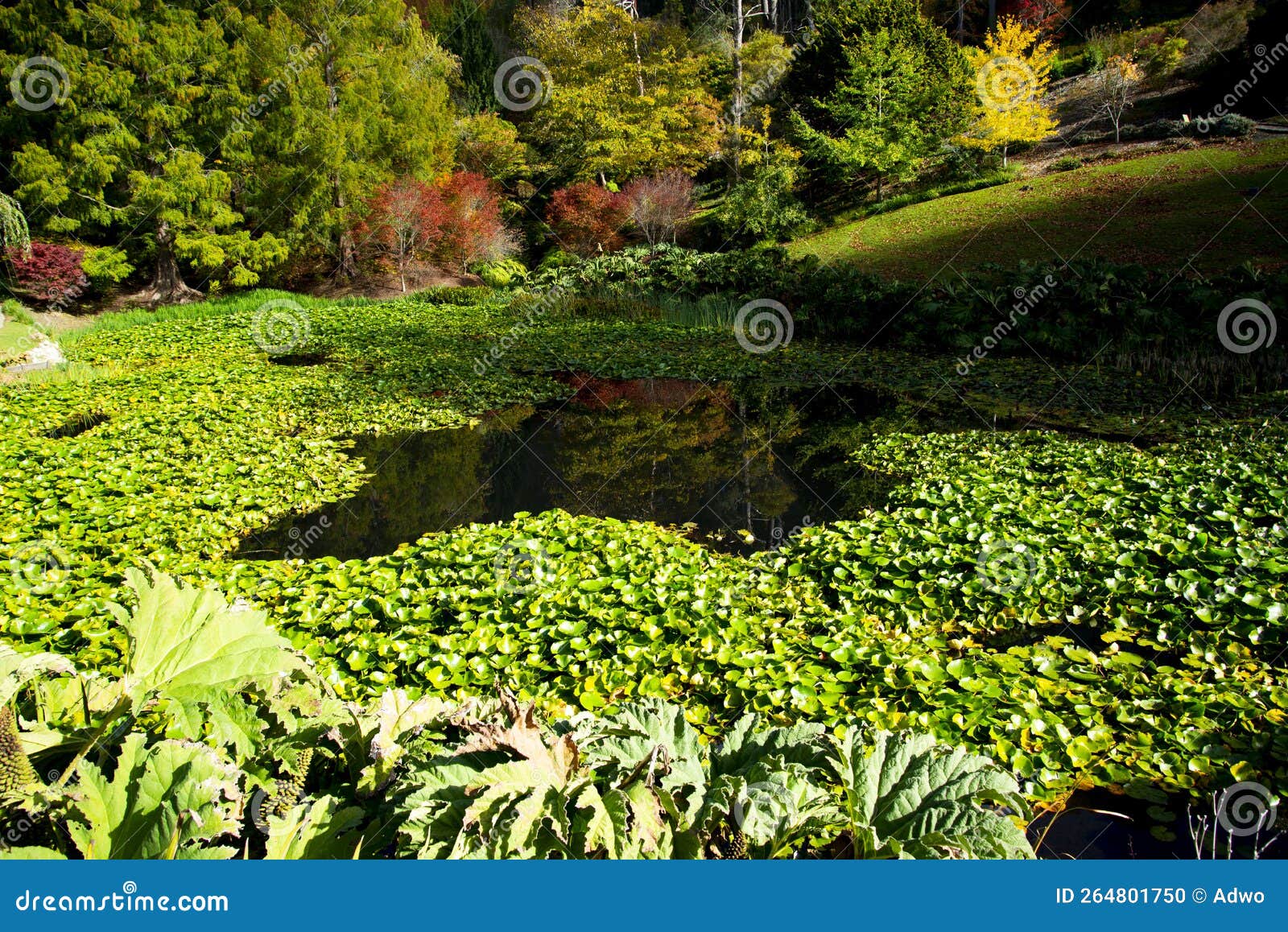 Mount Lofty Botanic Garden stock photo. Image of autumn - 264801750