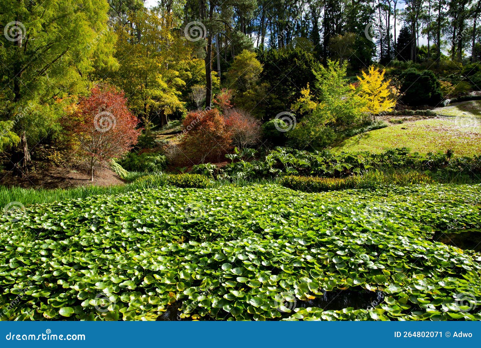 Mount Lofty Botanic Garden stock image. Image of rural - 264802071
