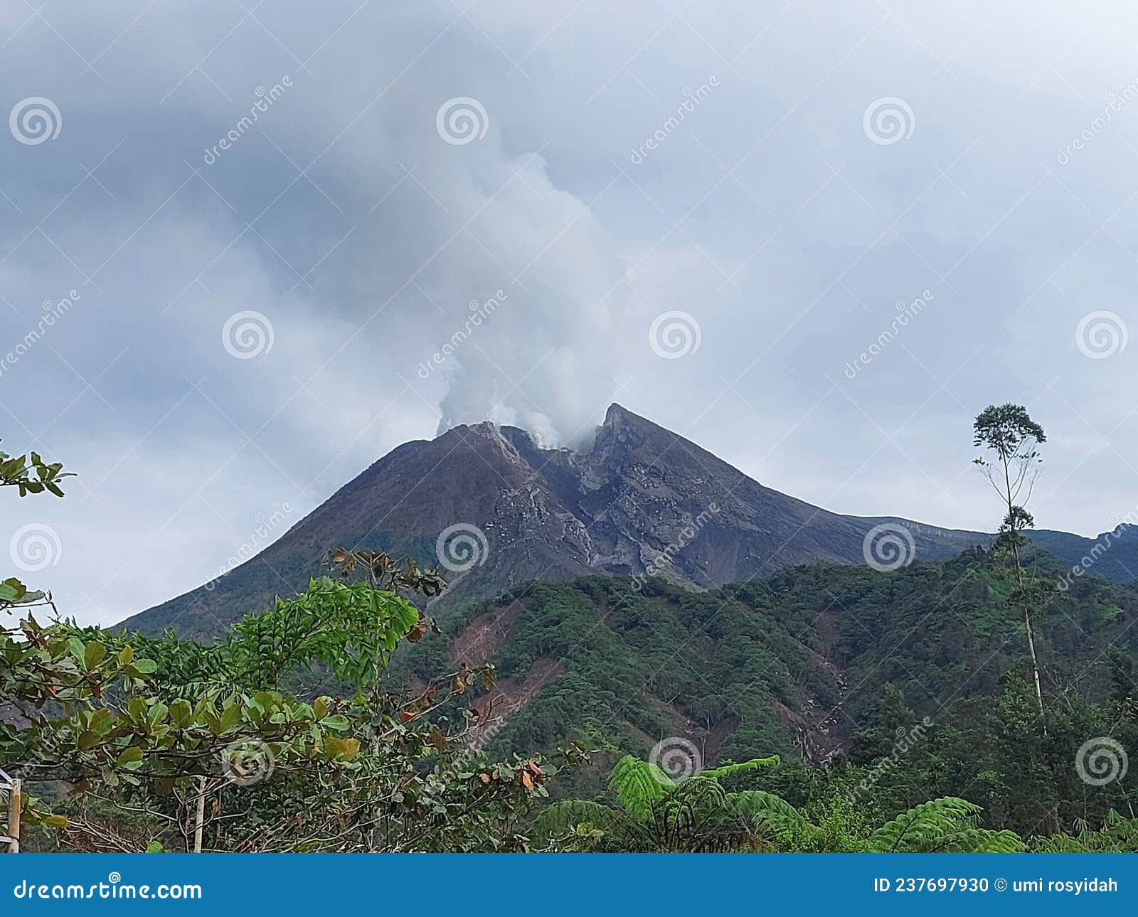 Dry Tree After The Eruption Of The Volcano, Lava, Etna, Sicily Stock ...