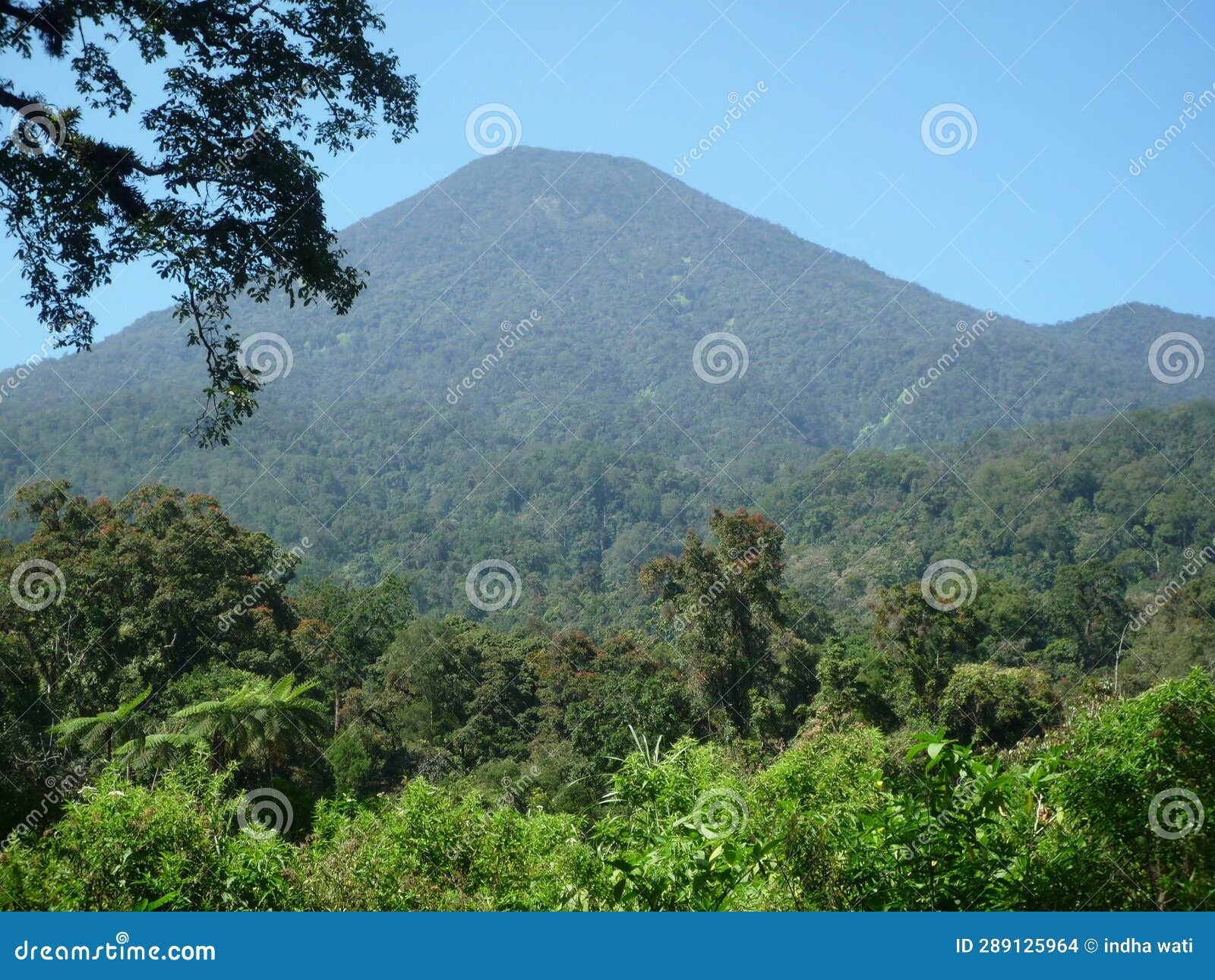 Mount Pangrango View West Java Stock Photo - Image of plant, jungle ...
