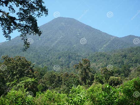 Mount Pangrango View West Java Stock Photo - Image of plant, jungle ...