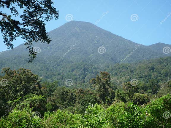 Mount Pangrango View West Java Stock Photo - Image of plant, jungle ...