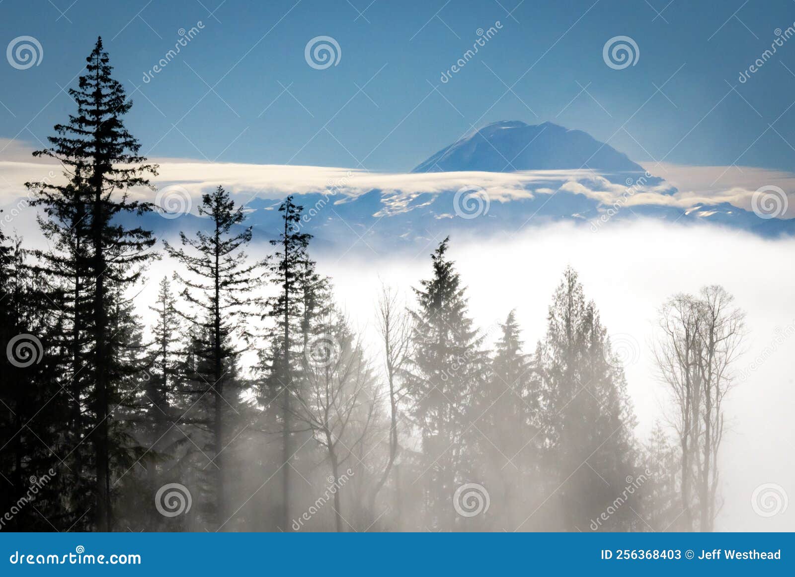 Mount Rainier Cloud Inversion from Tiger Mountain Stock Image - Image ...