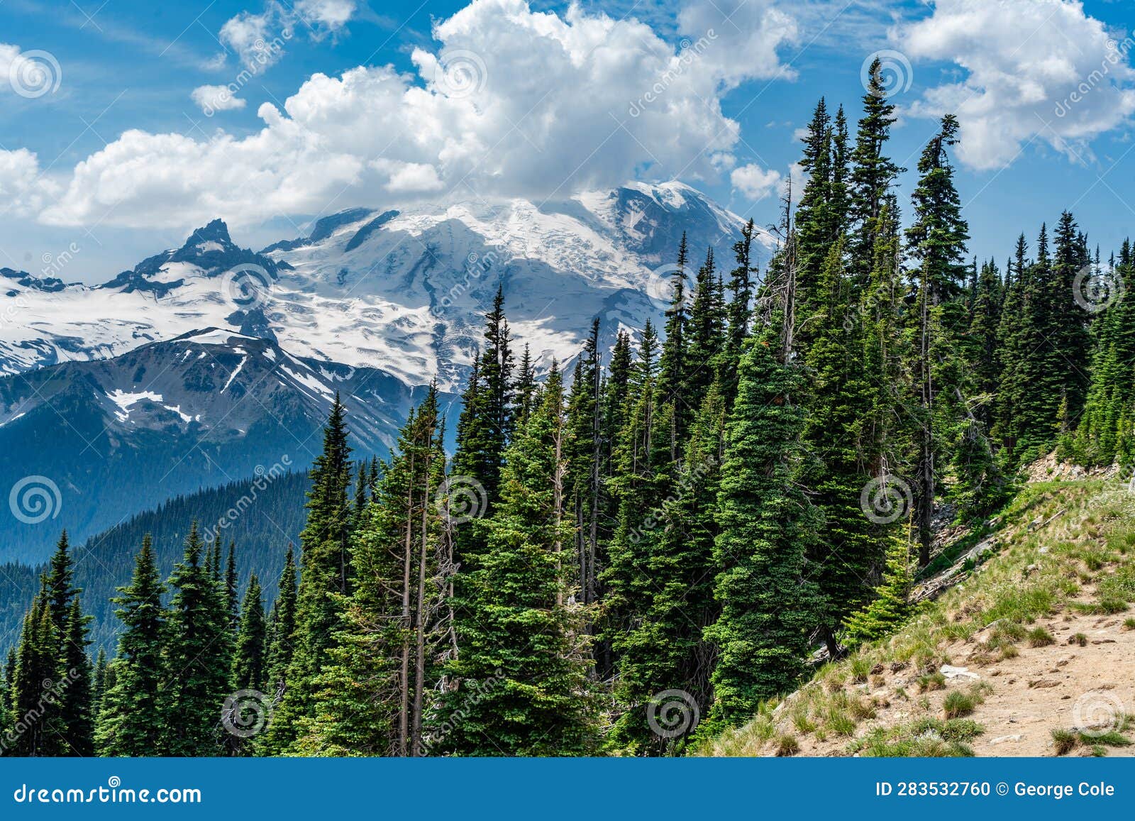 Mount Rainier and Evergreen Trees 2 Stock Photo - Image of evergreen ...