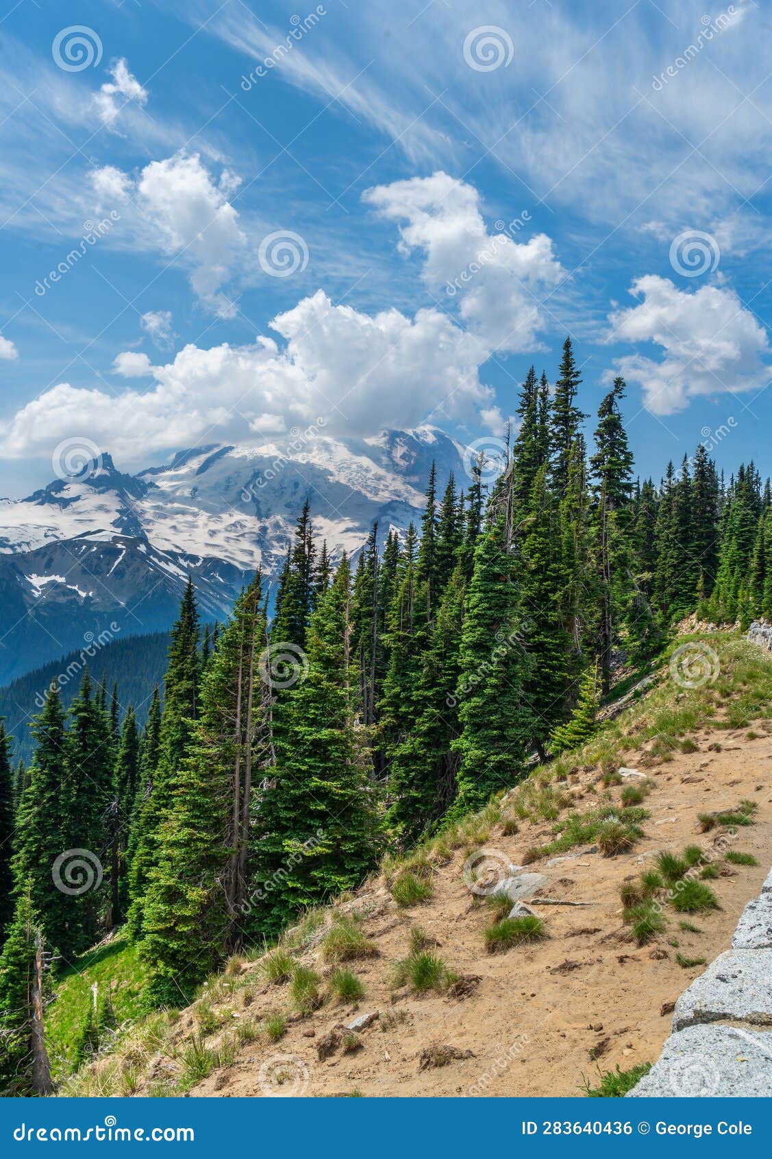 Mount Rainier and Evergreen Trees 3 Stock Photo - Image of trees ...