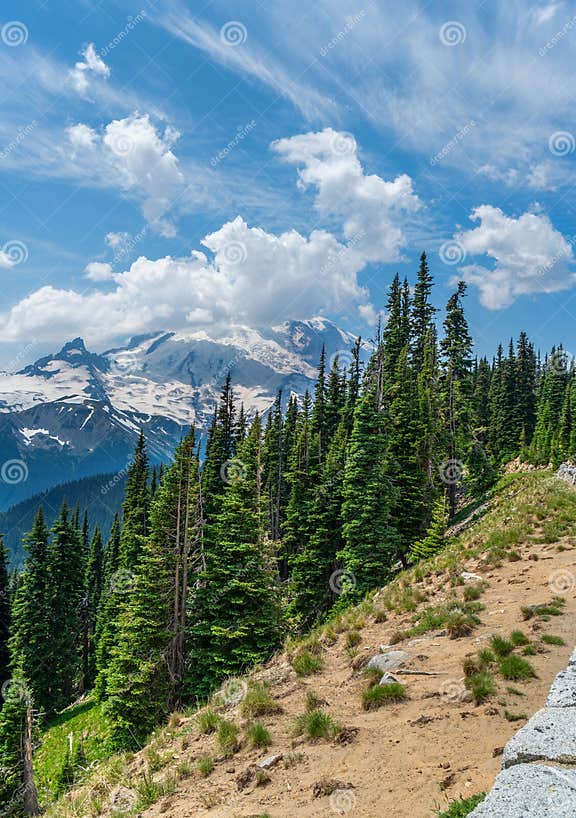 Mount Rainier and Evergreen Trees 3 Stock Photo - Image of trees ...