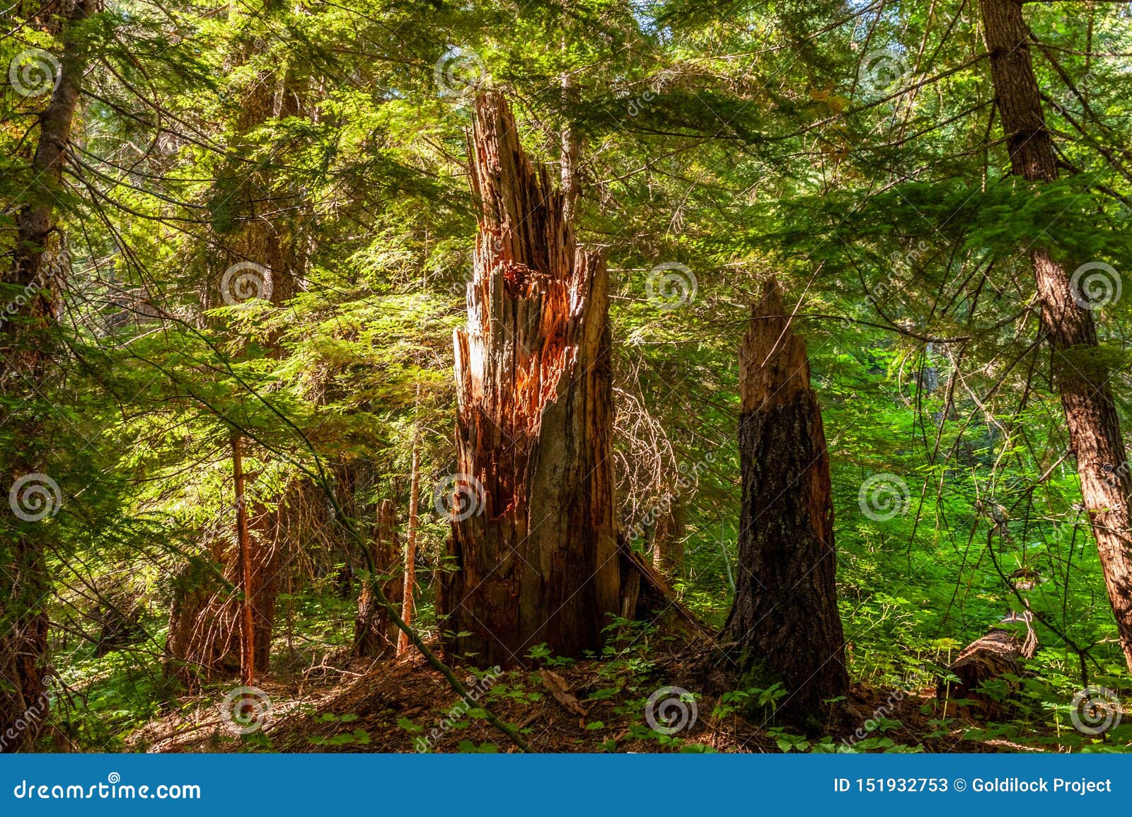 Mount Rainier Forest stock image. Image of nature, park - 151932753