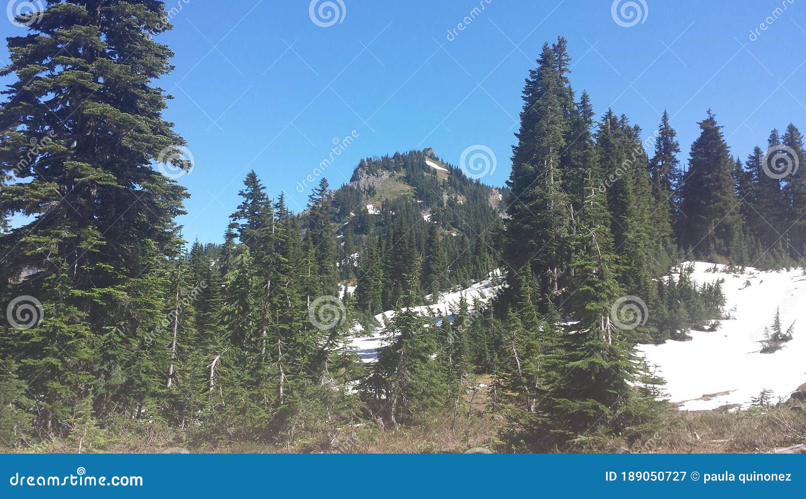 Mount Rainier Mountains Range Evergreens Stock Image - Image of spruce ...