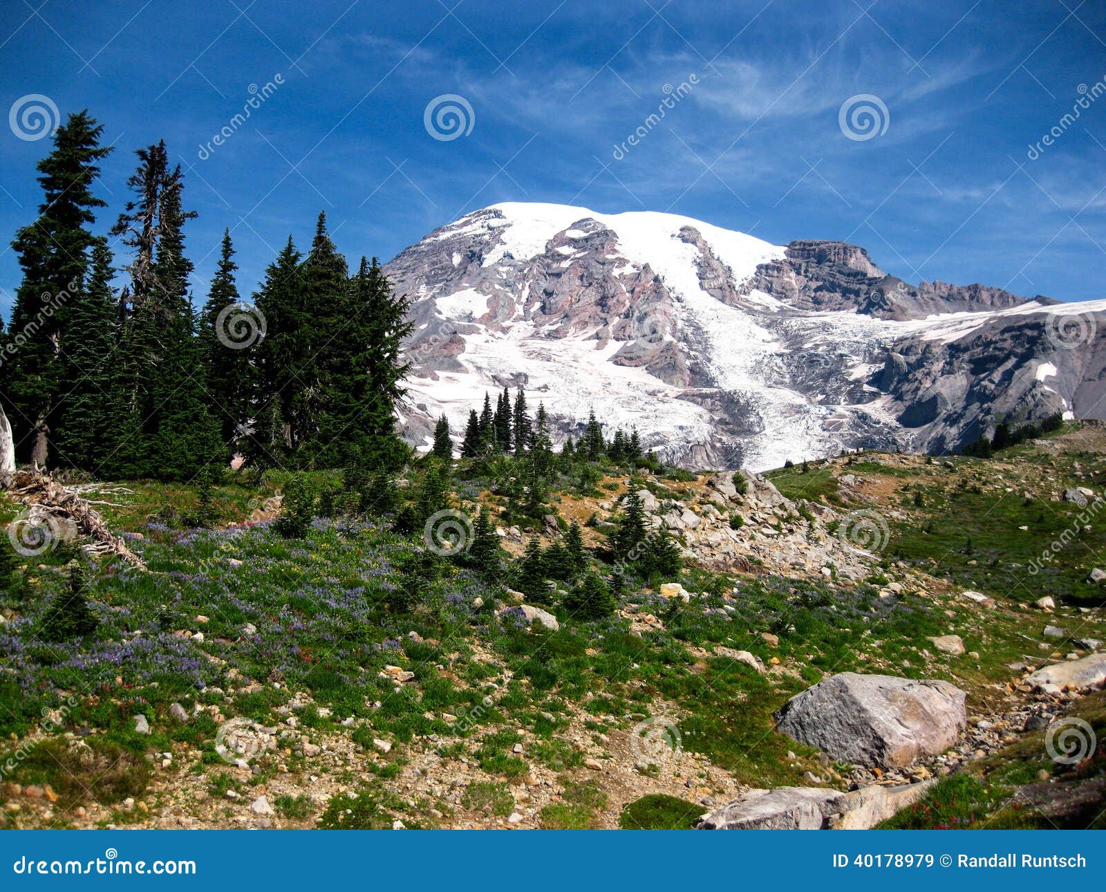Mount Rainier stock image. Image of trees, pine, park - 40178979