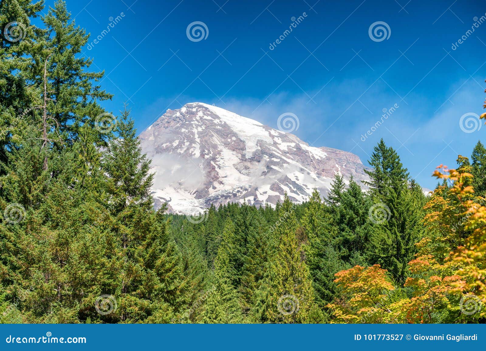 Mount Rainier Surrounded by Trees, WA Stock Image - Image of glacier ...