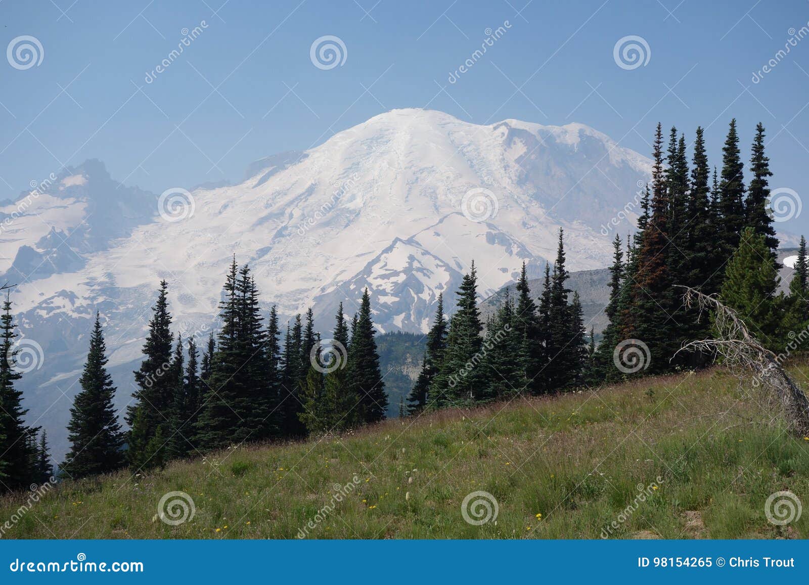Mount Rainier with Trees and Meadow. Stock Image - Image of outside, park: 98154265