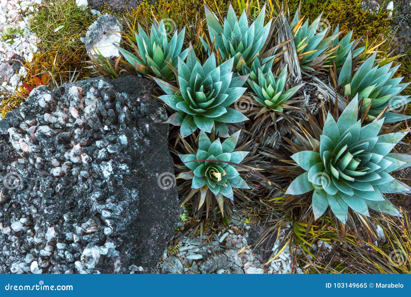 Mount Roraima stock image. Image of plant, mount, america - 103149665
