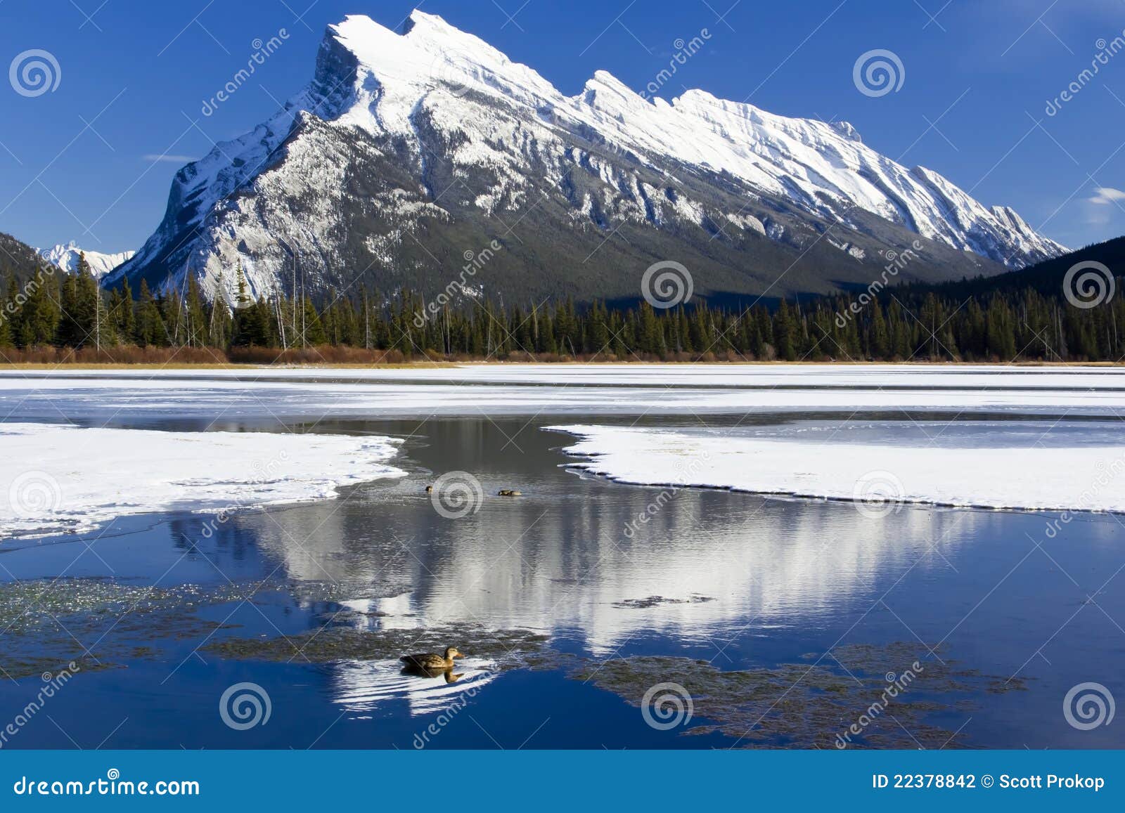 Mount Rundle Reflections stock photo. Image of forest - 22378842