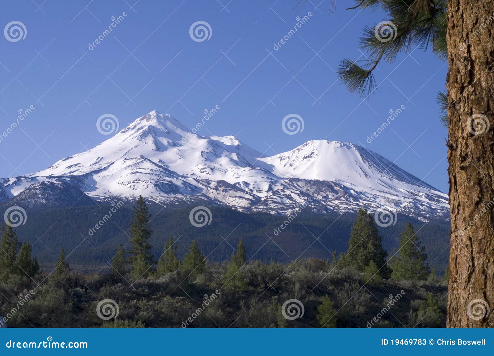 Mt Shasta Ponderosa Pine Cascade Volcano Stock Image - Image of ...