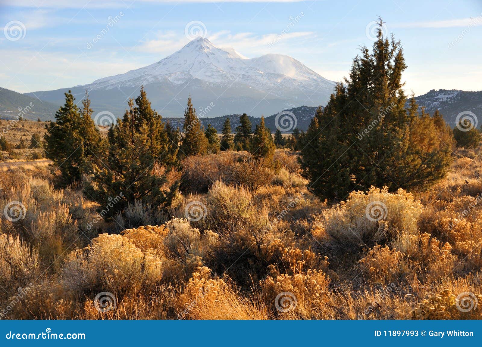 Mount Shasta in the Fall stock image. Image of pine, landscape - 11897993