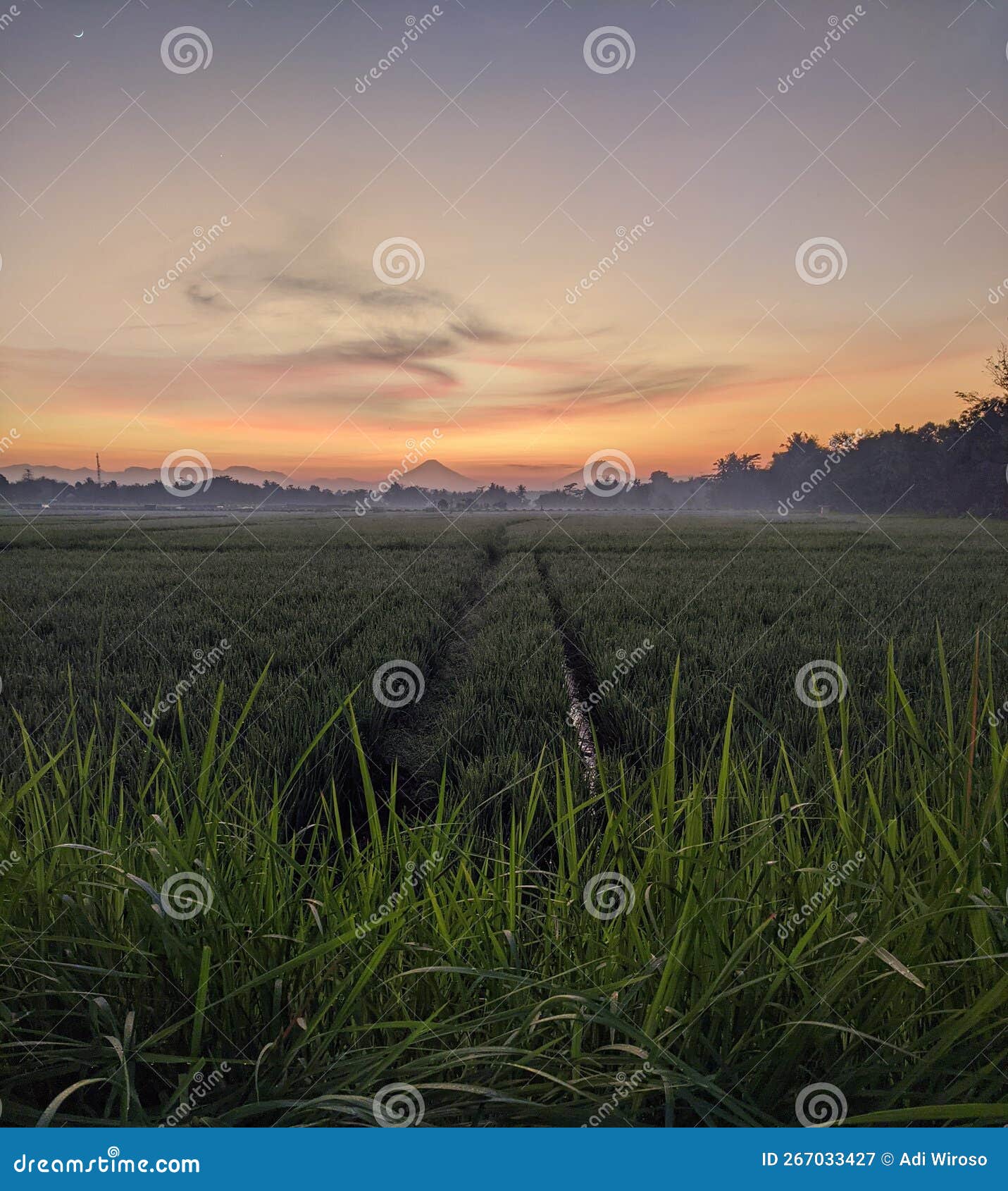 MOUNT SINDORO & MOUNT SUMBING Stock Image - Image of sindoro, plant ...