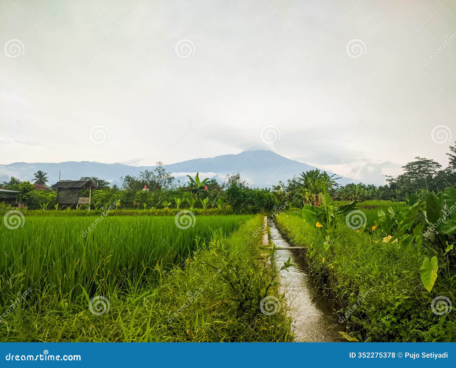 Mount Slamet with Natural Views and Stretching Rice Fields Stock Photo ...
