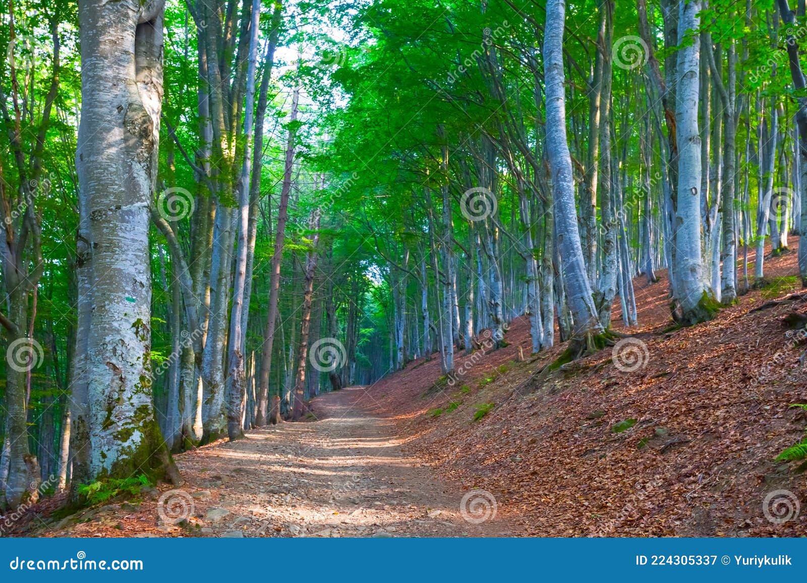 Mount Slope with Green Forest Stock Image - Image of autumn, panoramic ...