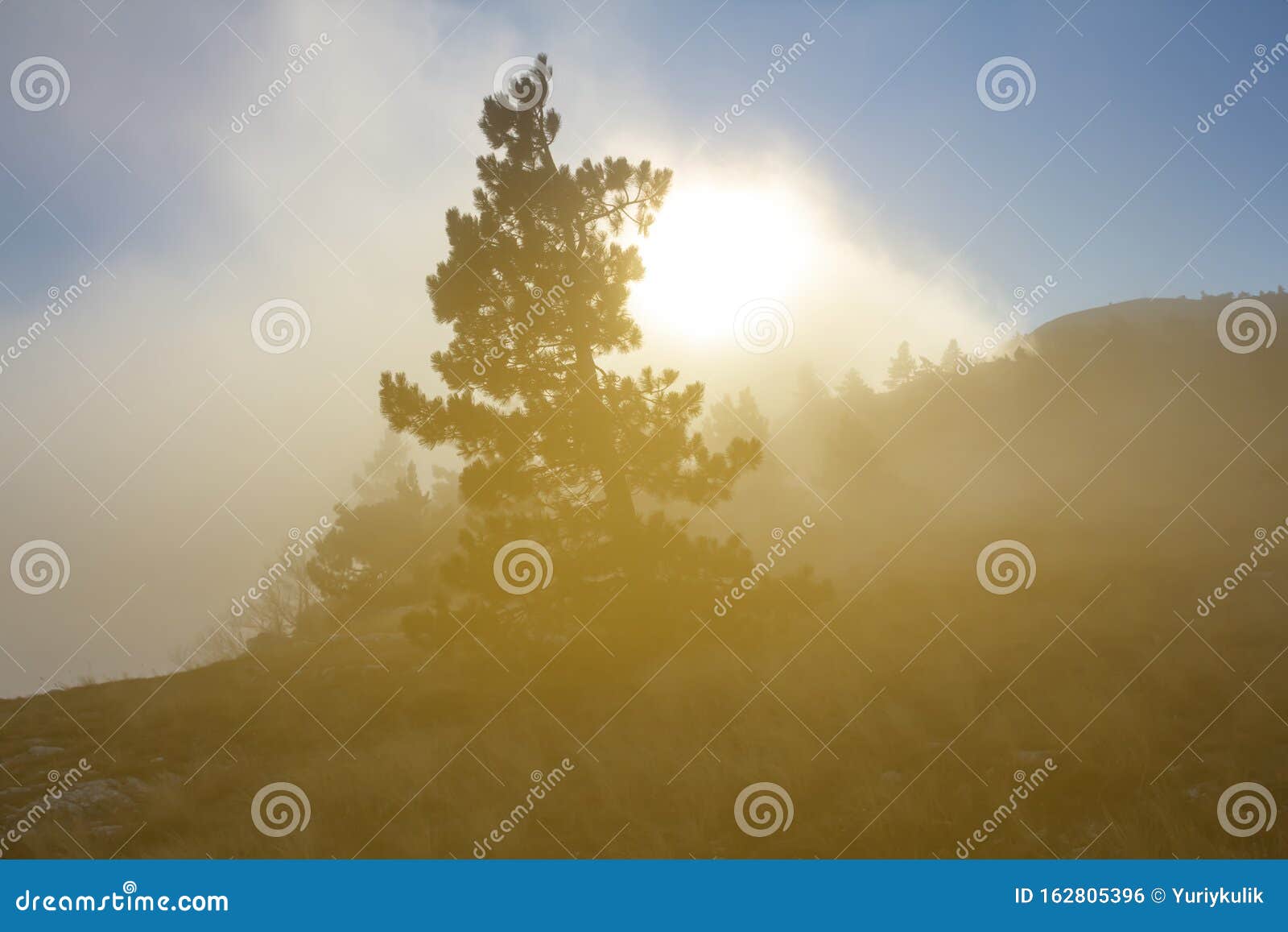 Pine Tree in a Mist at the Sunset Stock Photo - Image of panoramic ...