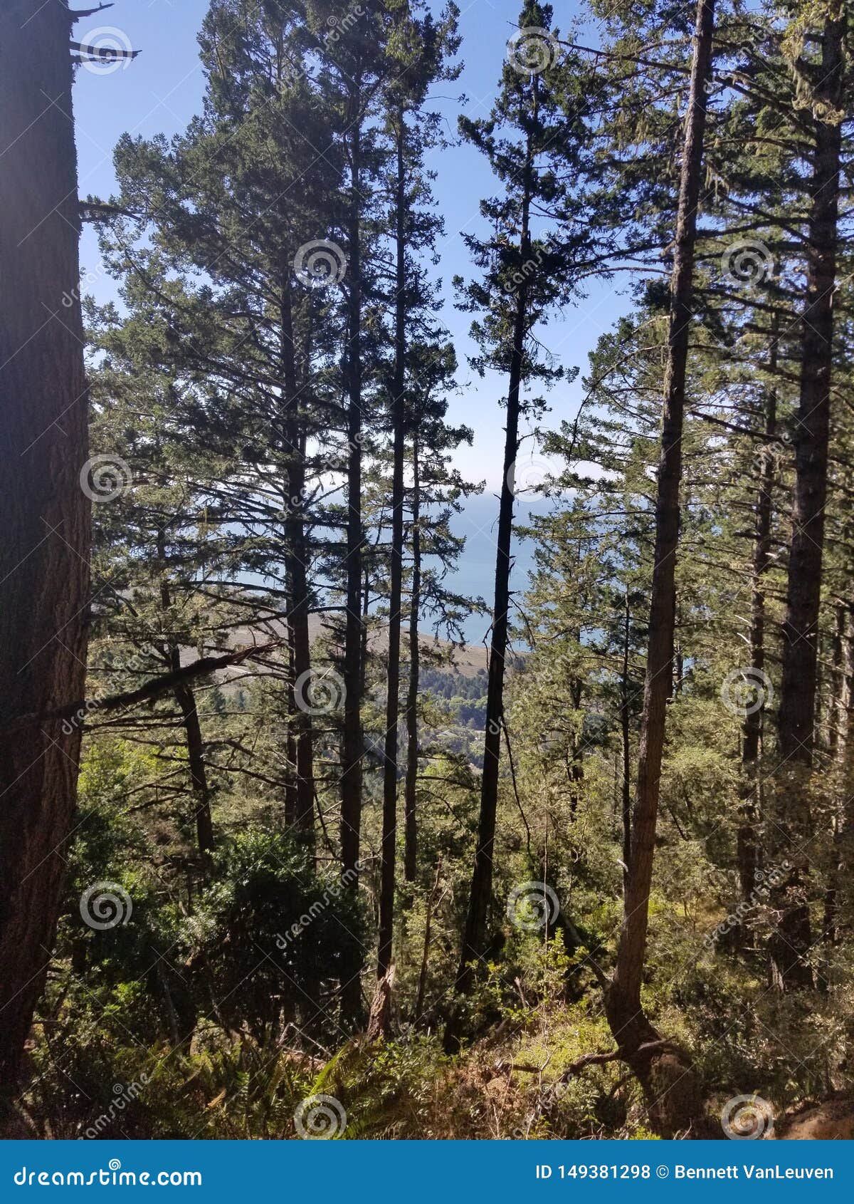 Mount Tam Forest Outlook stock photo. Image of forest - 149381298