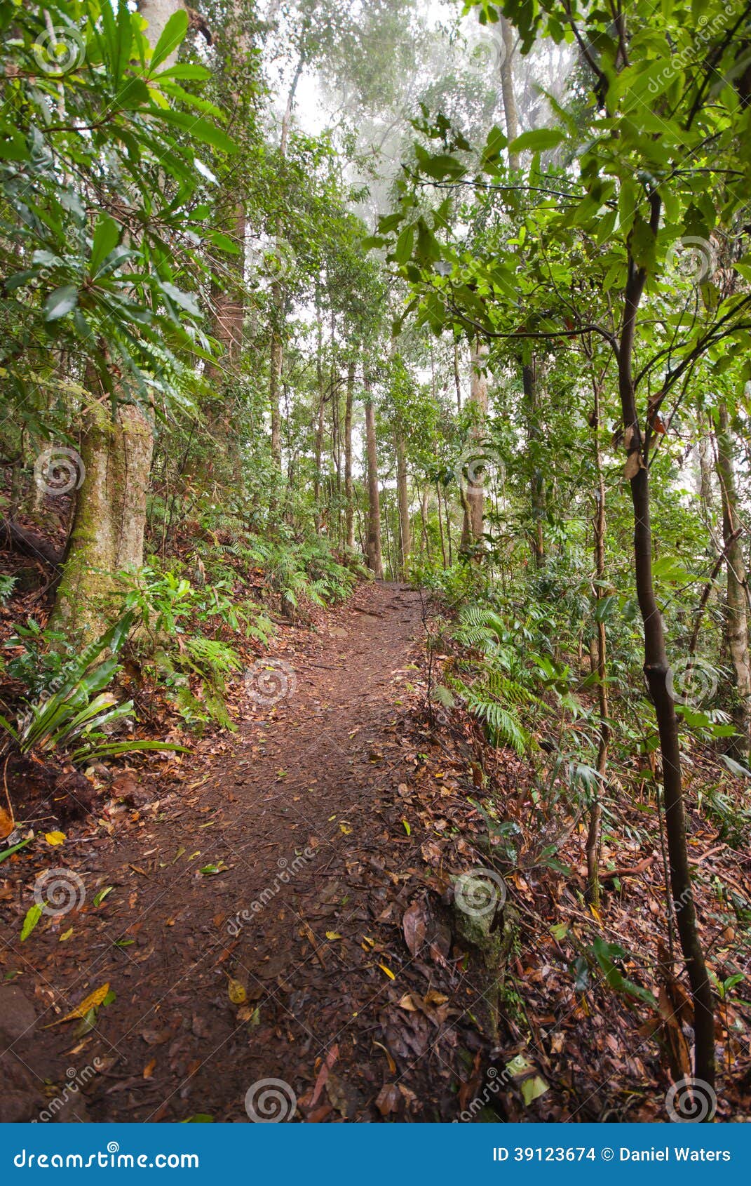Mount Warning Stock Photography | CartoonDealer.com #39123674