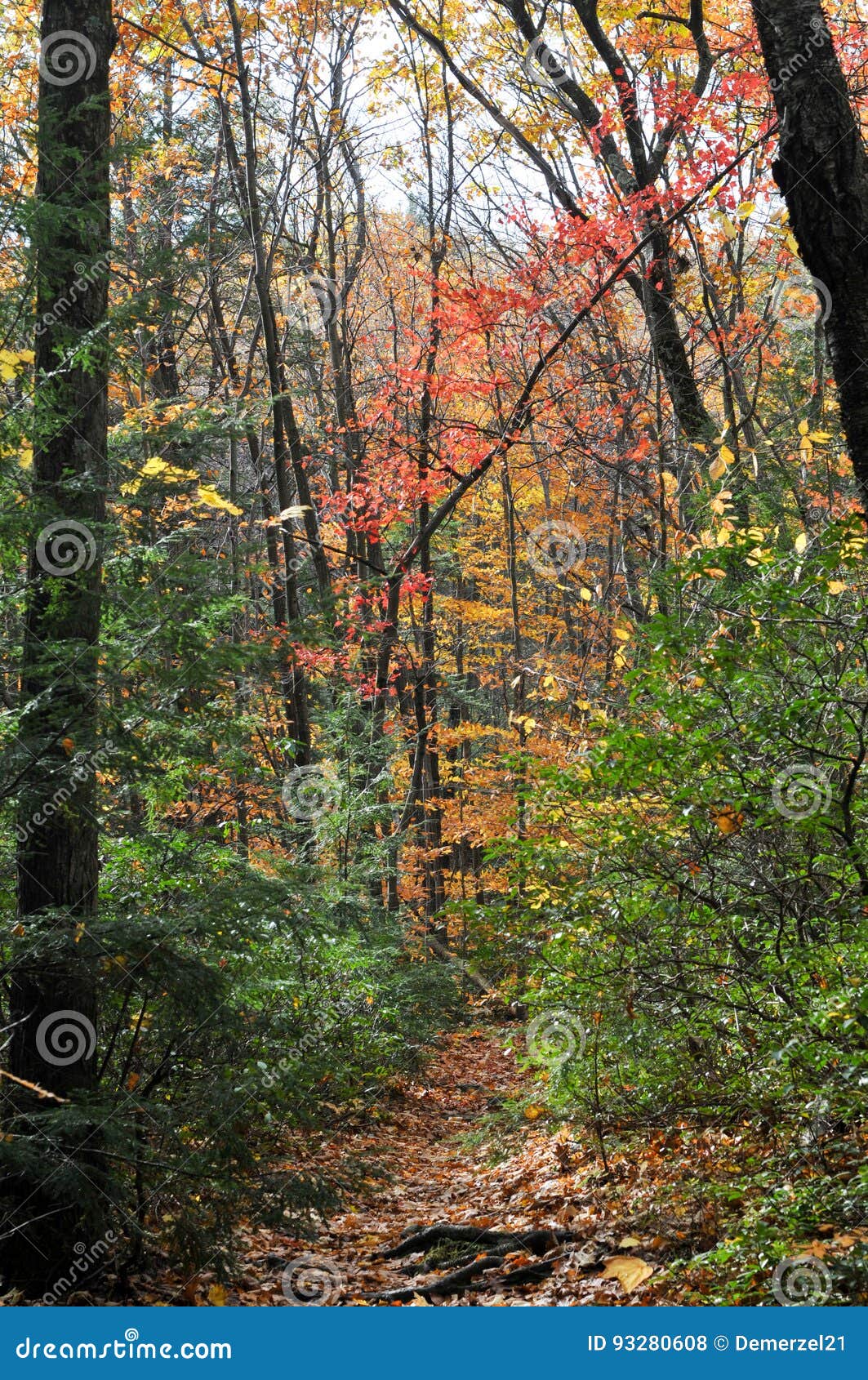 Mount Washington State Forest Stock Photo - Image of forest, hiking ...