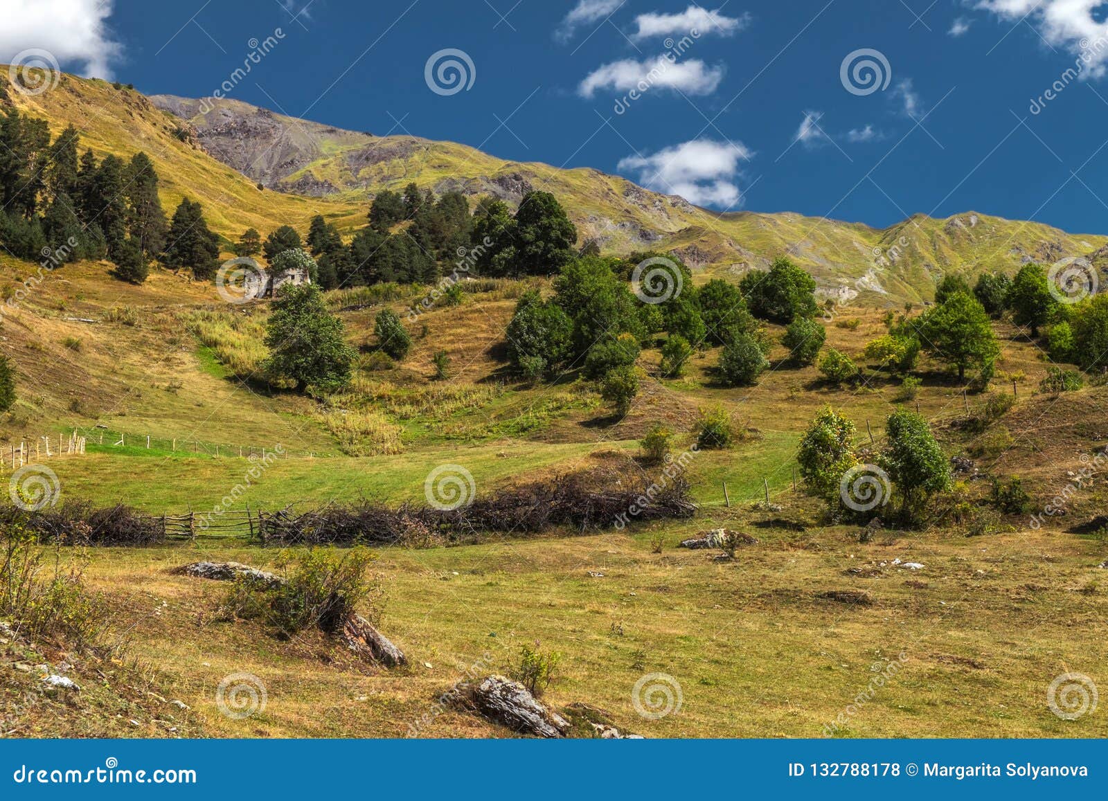 Mountain Alpine Meadows Wirh Trees and Fence Stock Photo - Image of ...