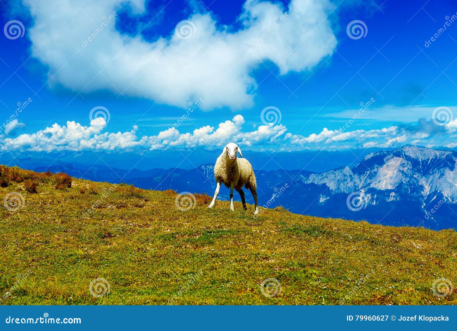 Mountain Alpine Pastures in the Slovenian. Sheep in the Mountains ...