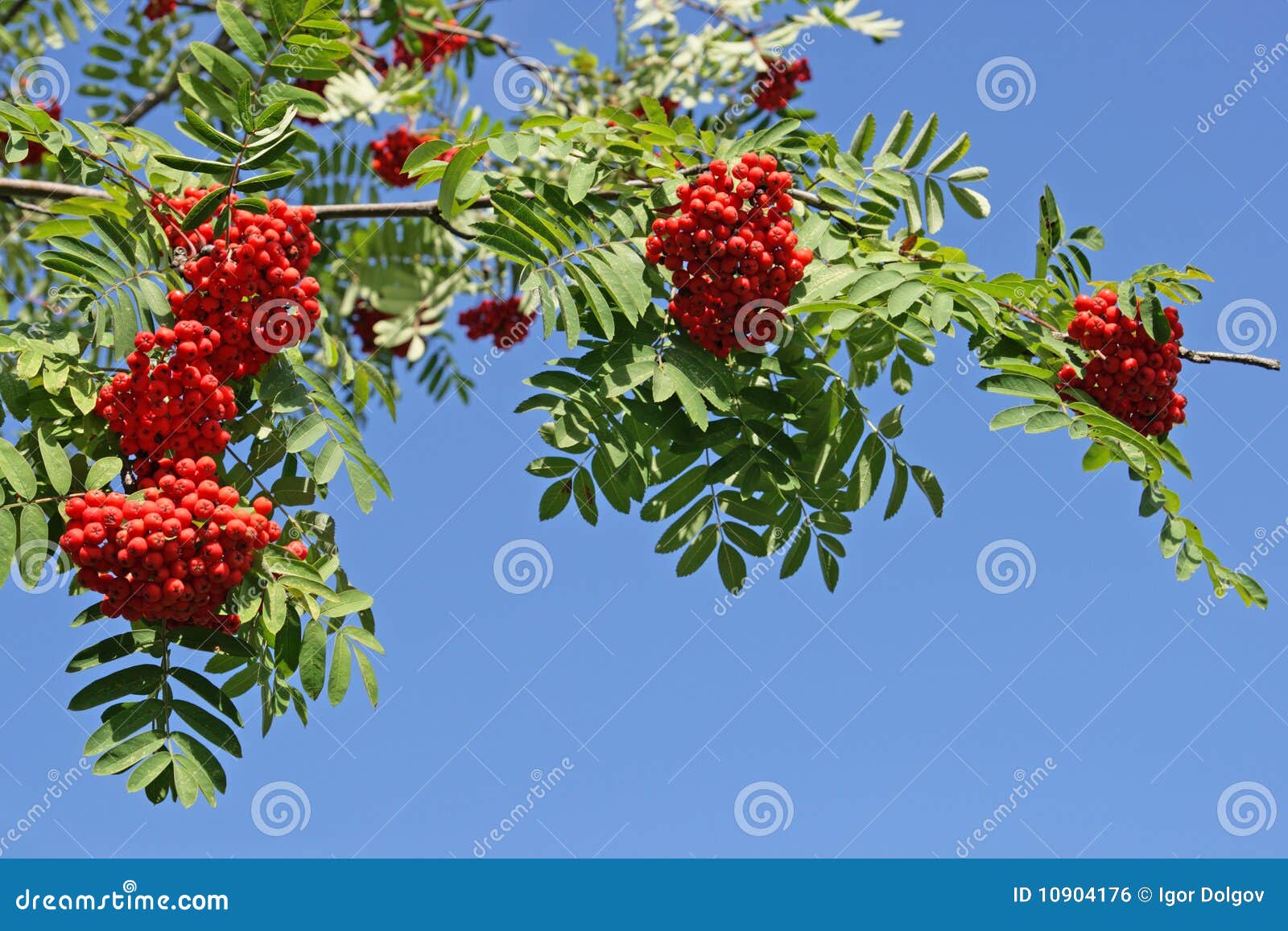 Mountain ash stock photo. Image of colors, bush, leaf - 10904176