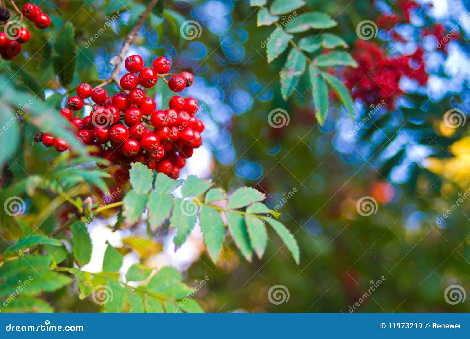 Mountain ash stock image. Image of food, green, outdoors - 11973219