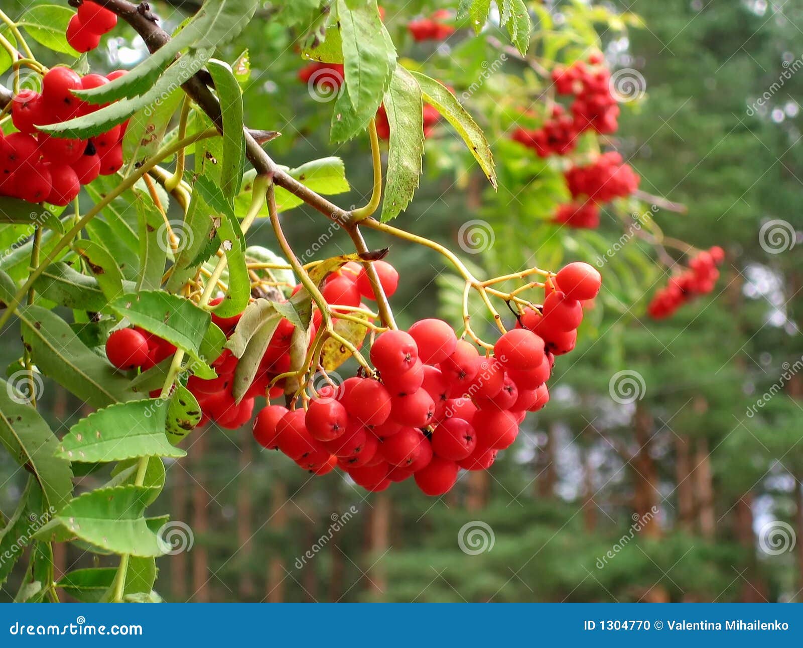 10,444 Mountain Ash Forest Stock Photos - Free & Royalty-Free Stock ...