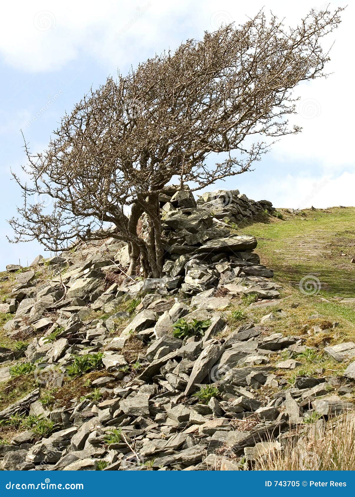 Mountain Ash stock image. Image of exposed, trees, clouds - 743705