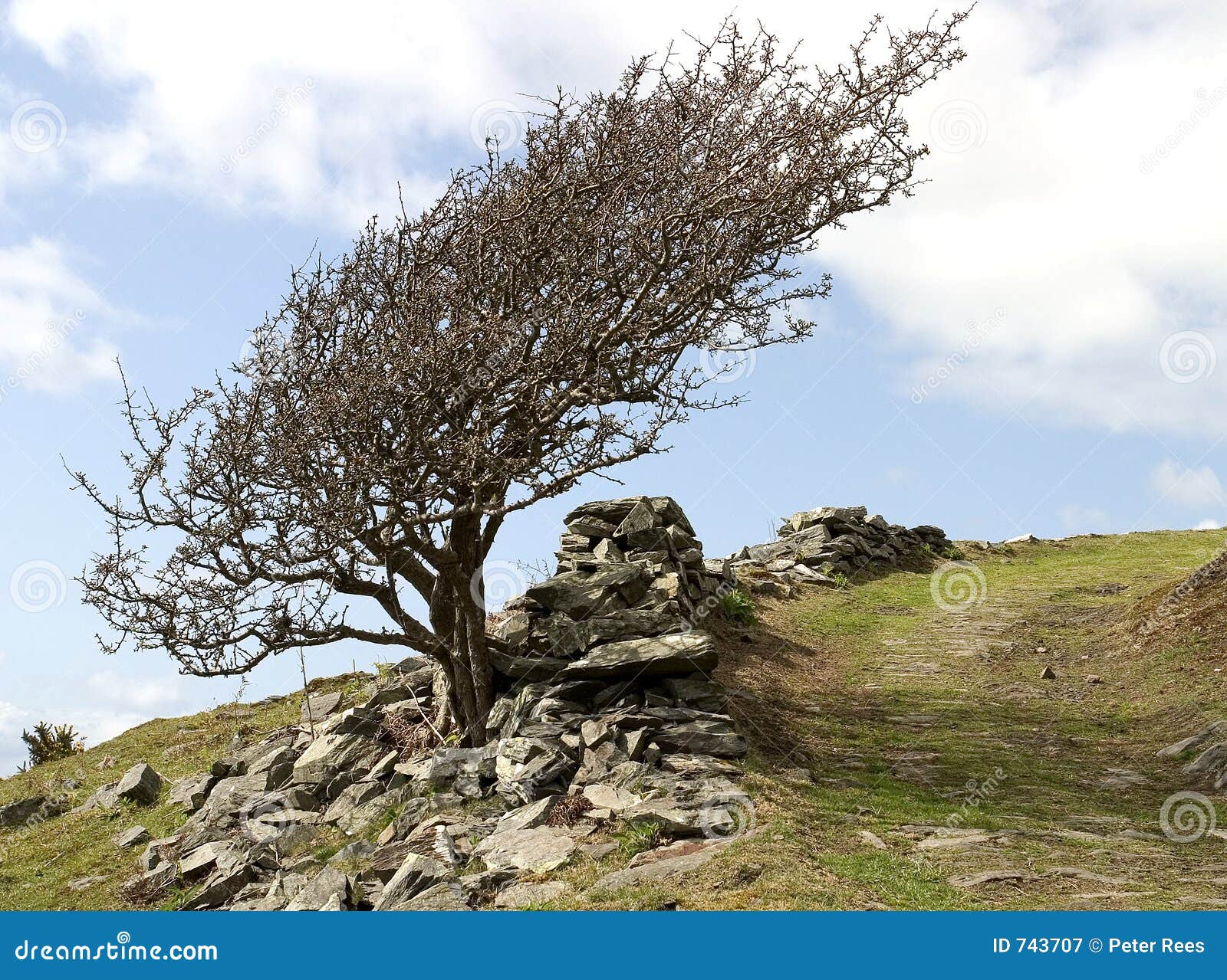 Mountain Ash stock image. Image of windy, desolate, trees - 743707