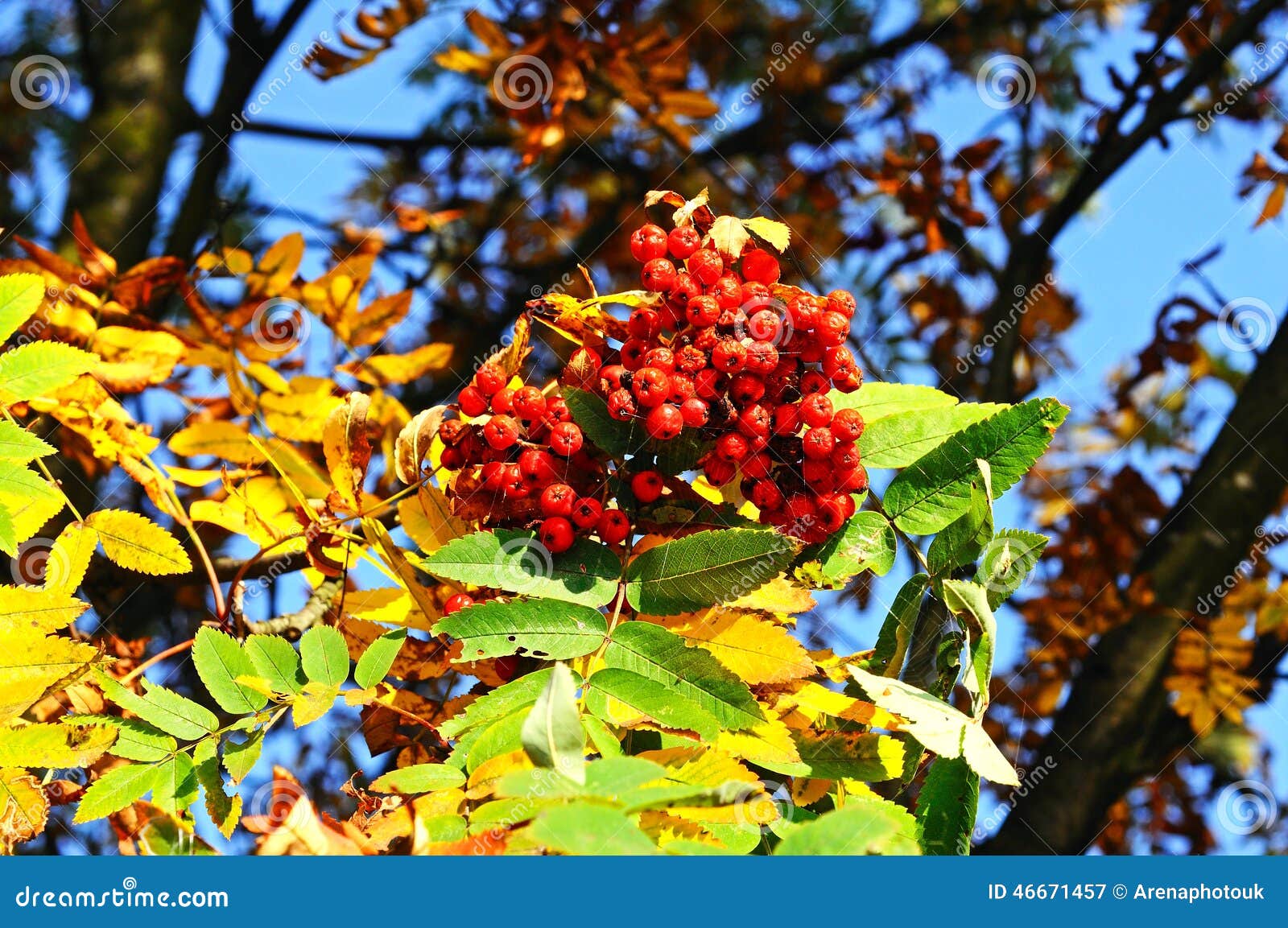 Mountain Ash berries. stock image. Image of autumn, berry - 46671457