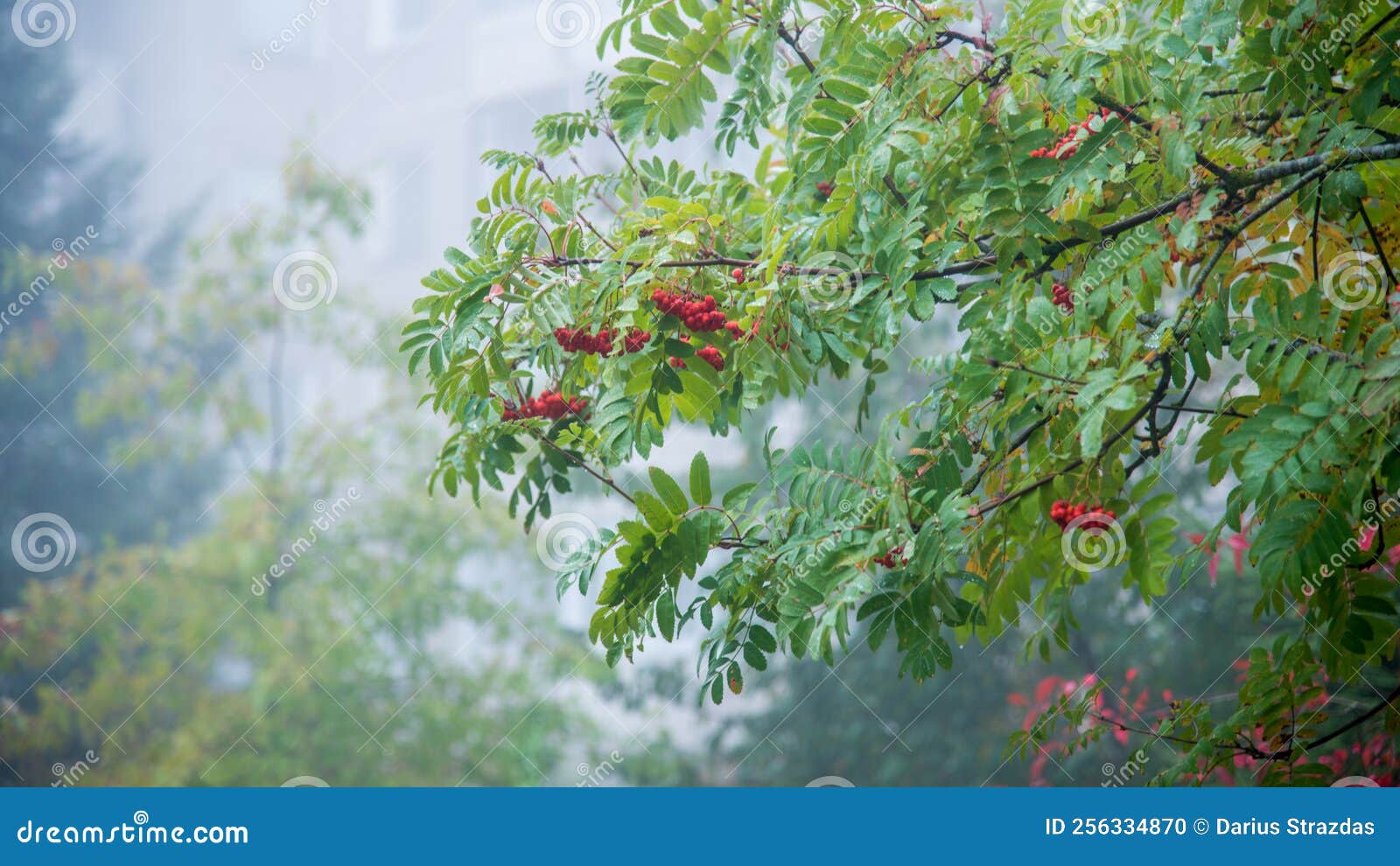 Mountain Ash Berries Hanging on a Tree Closeup Stock Photo - Image of ...
